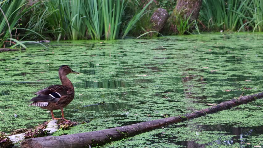Young Bird standing on log image - Free stock photo - Public Domain ...