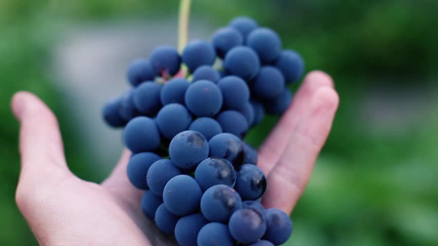 Malbec grape Stock Video Footage - 4K and HD Video Clips | Shutterstock