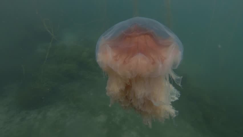 Lions Mane Jellyfish (cyanea Capillata, Stock Footage Video (100% ...