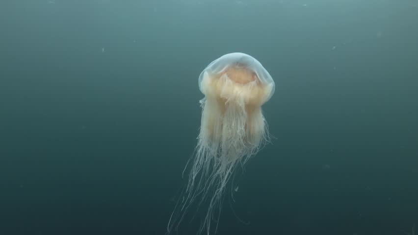 lion's mane jellyfish cyanea capillata arctica Stock Footage Video (100 ...