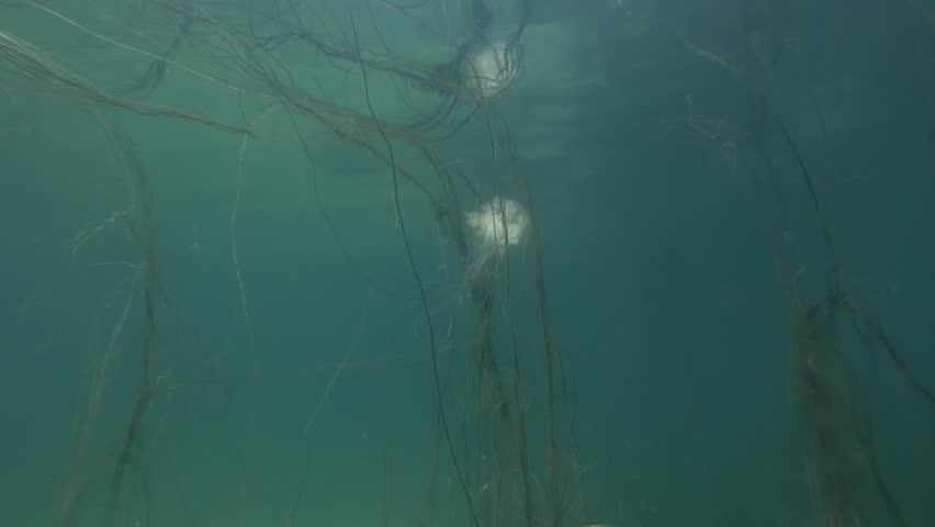 lion's mane jellyfish cyanea capillata arctica Stock Footage Video (100 ...