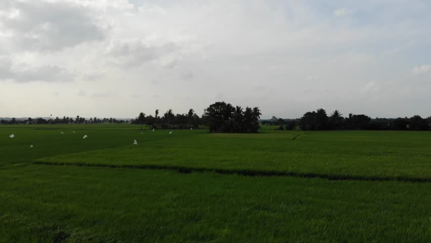 philippine libmanan's rice field Stock Footage Video (100% Royalty-free ...