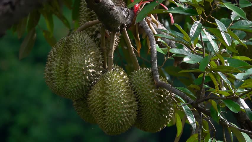 durian durio hanging on tree branch Stock Footage Video (100% Royalty ...