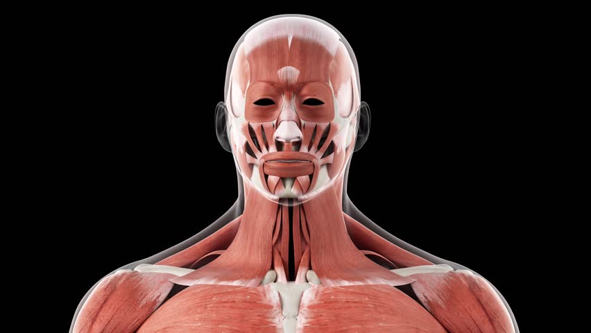 Muscles of the anterior part of the body and face, detailed display of ...