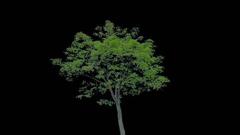 tree growth animation sequence growing different Stock Footage Video ...