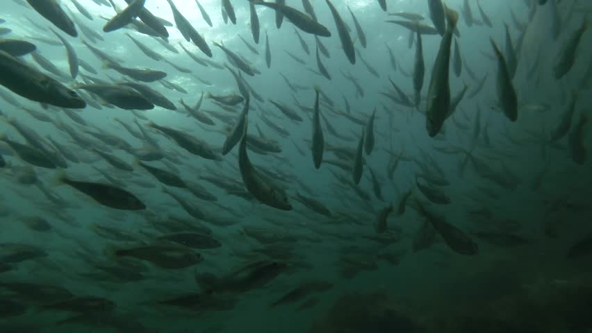 School of Black Cod Fish Stock Footage Video (100% Royalty-free ...