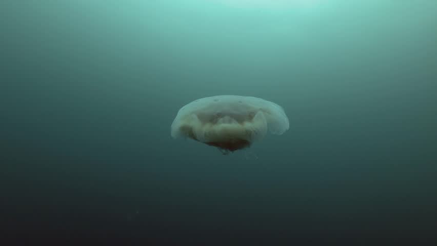 lion's mane jellyfish cyanea capillata arctica Stock Footage Video (100 ...