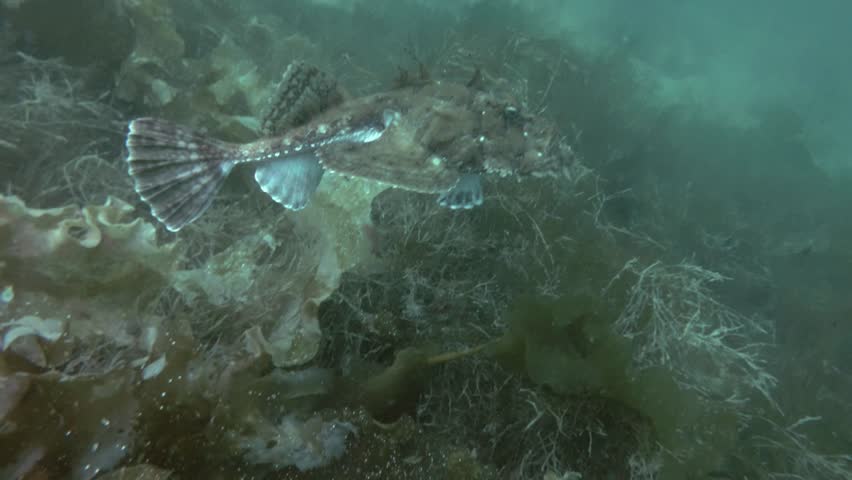 Monkfish or Angler Fish (lophius Stock Footage Video (100% Royalty-free ...