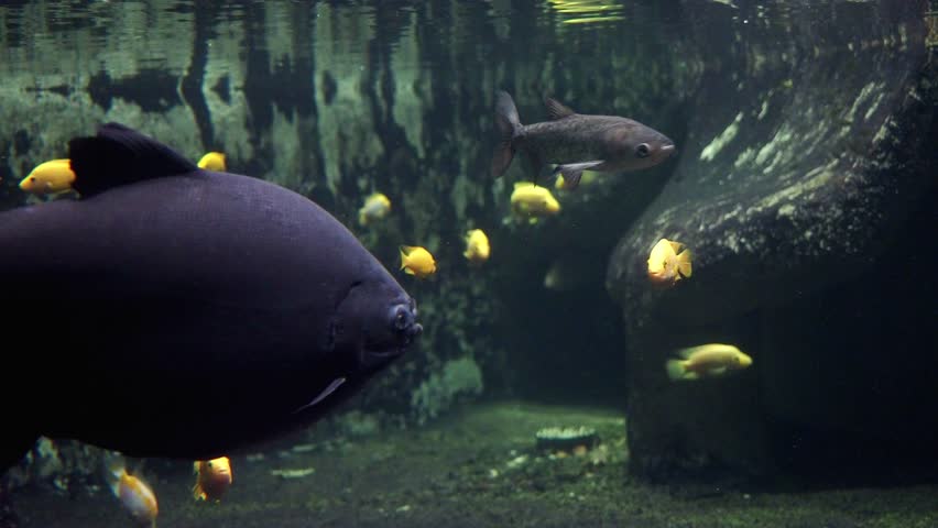 Tropical Aquarium Fish. Big Black Stock Footage Video (100% Royalty ...