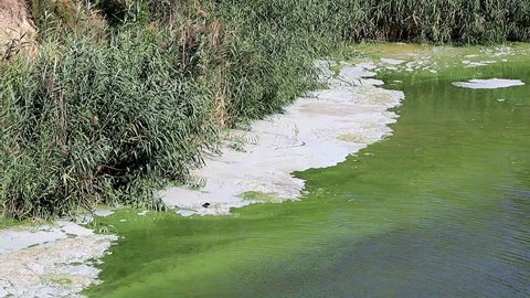 Bacterial Infection On Surface Lake Reservoir Stock Footage Video (100% ...