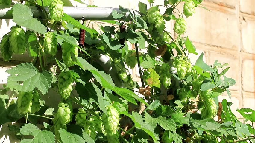 green sprouts stems lumps young hops Stock Footage Video (100% Royalty ...