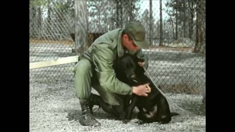 Circa 1960s Us Army Labrador Retriever Stock Footage Video (100% ...
