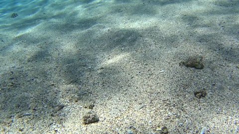 Moses Sole Flatfish Pardachirus Marmoratus Camouflaged Stock Footage ...