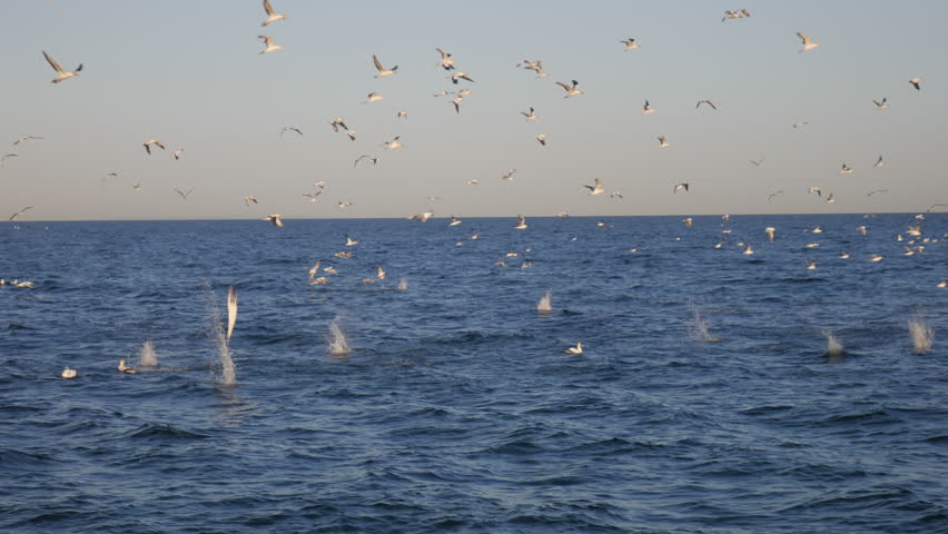 Australasian Gannets Diving Port Phillip Bay Stock Footage Video 100