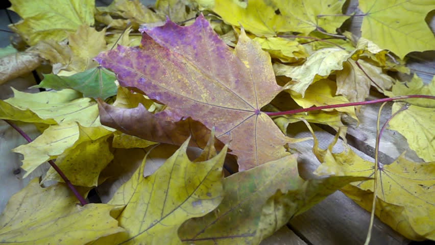Red leaves on the forest floor image - Free stock photo - Public Domain ...