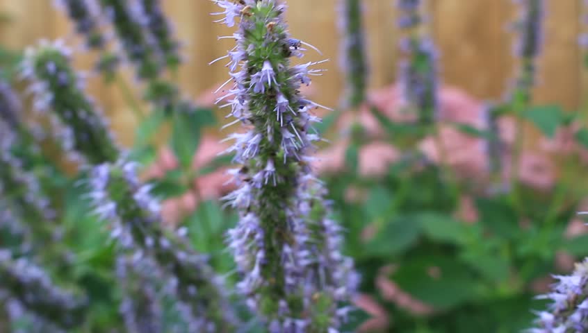 Flower Hyssop Branch Stock Video Footage - 4K and HD Video Clips ...