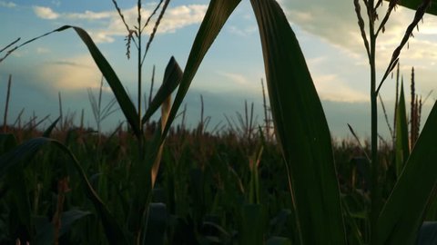 Organic Beautiful Corn Field Sunset 4k Stock Footage Video (100% ...