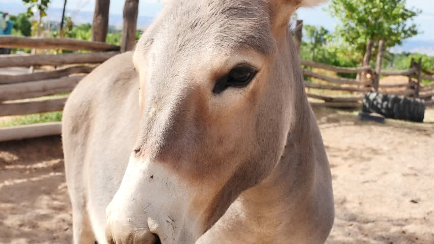 Donkey in Old West Yawning Stock Footage Video (100% Royalty-free ...