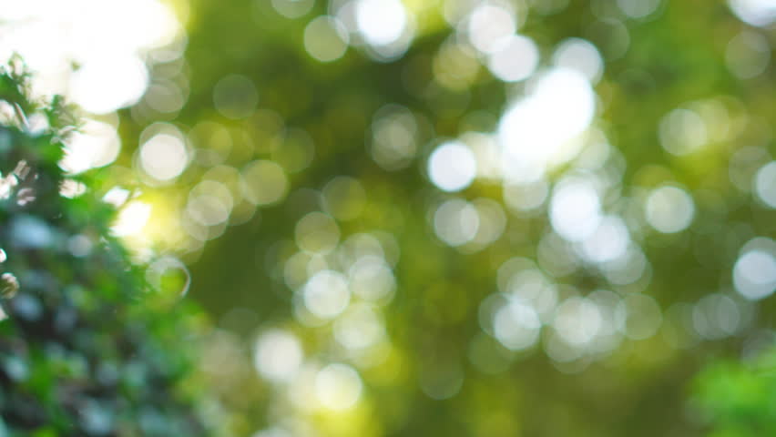 Spring Video Background Light Effects Animated Stock Footage Video (100 ...