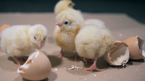 Clueless Yellow Baby Chickens Bustling Around Stock Footage Video (100% ...