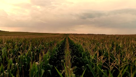 Flying Over Green Corn Field On Stock Footage Video (100% Royalty-free ...