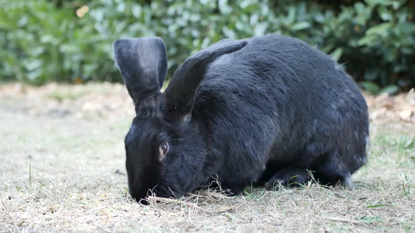 black flemish giant rabbit very large Stock Footage Video (100% Royalty ...