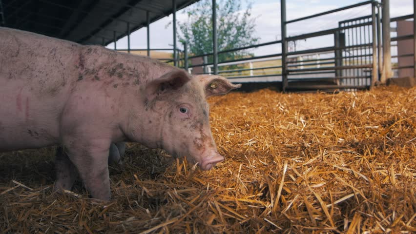 organic pigs on farm sun Stock Footage Video (100% Royalty-free ...