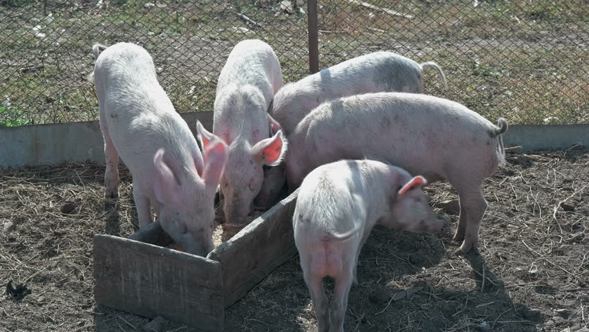 Rustic, Hungry, Young Pigs Eat : vidéo de stock (100 % libre de droit ...