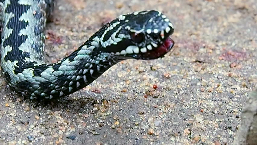 Viperinae Stock Video Footage - 4K and HD Video Clips | Shutterstock