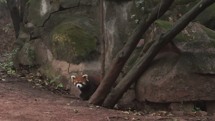 red panda wandering about slow Stock Footage Video (100% Royalty-free ...