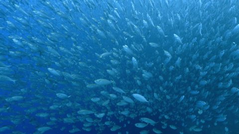 blue runner bait ball school Stock Footage Video (100% Royalty-free ...