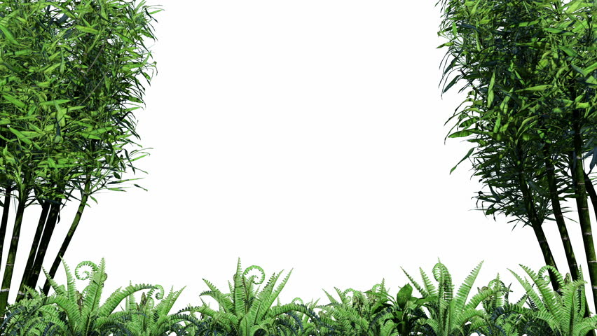 Bamboo Forest Overlay Stock Footage Video (100% Royalty-free ...