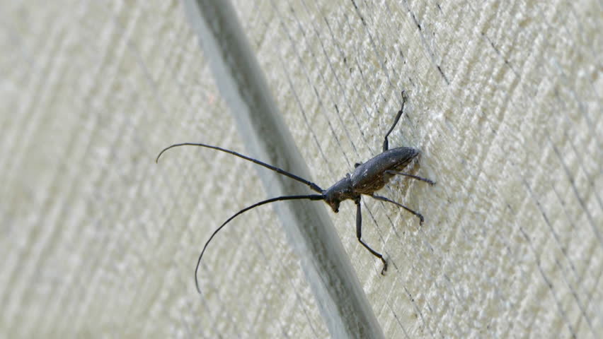 close horned beetle outside cabin Stock Footage Video (100% Royalty ...