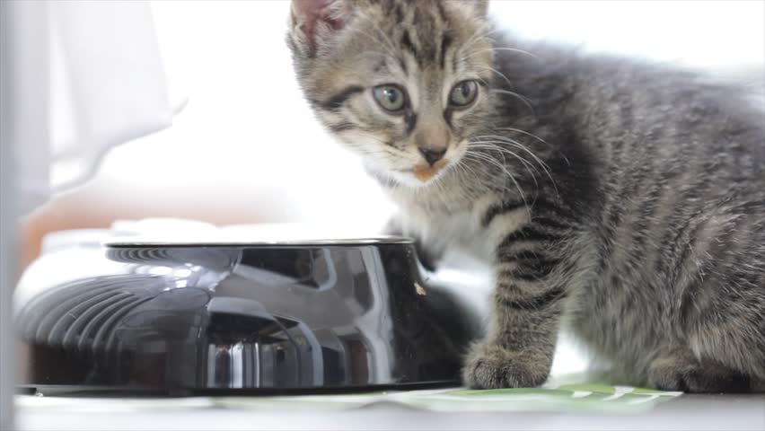 The Cat is Eating Stock Footage Video (100% Royalty-free) 1016800492 ...