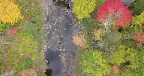 Looking Down On Autumn Trees Small Stock Footage Video (100% Royalty ...