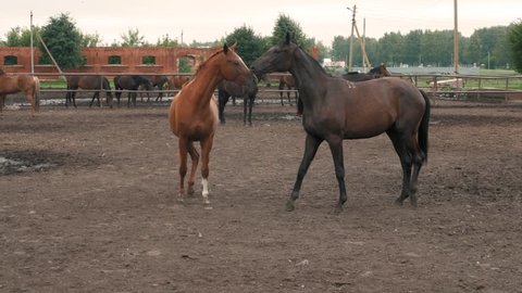 Team Roping Heading Heeling Rope Steer Stock Photo (Edit Now) 716258176
