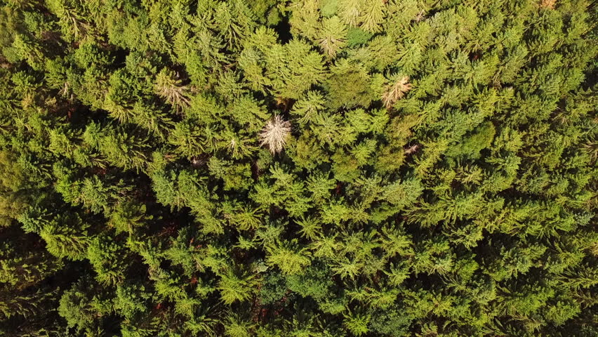 looking down on pine tree forest Stock Footage Video (100% Royalty-free ...