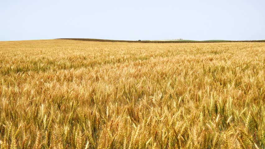Harvest of Ripe Wheat and Stock Footage Video (100% Royalty-free ...