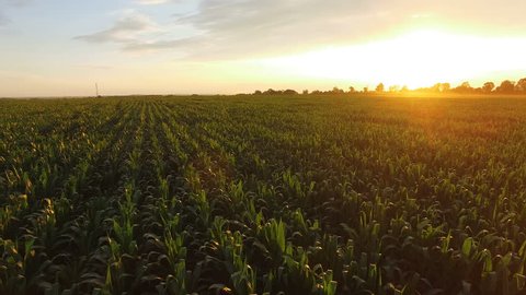 Flying Over Green Corn Field On Stock Footage Video (100% Royalty-free ...