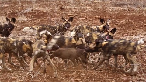 61 Zulu dog Stock Video Footage - 4K and HD Video Clips | Shutterstock