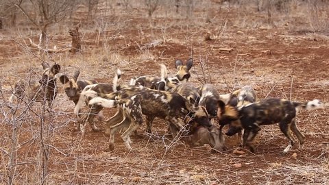 61 Zulu dog Stock Video Footage - 4K and HD Video Clips | Shutterstock