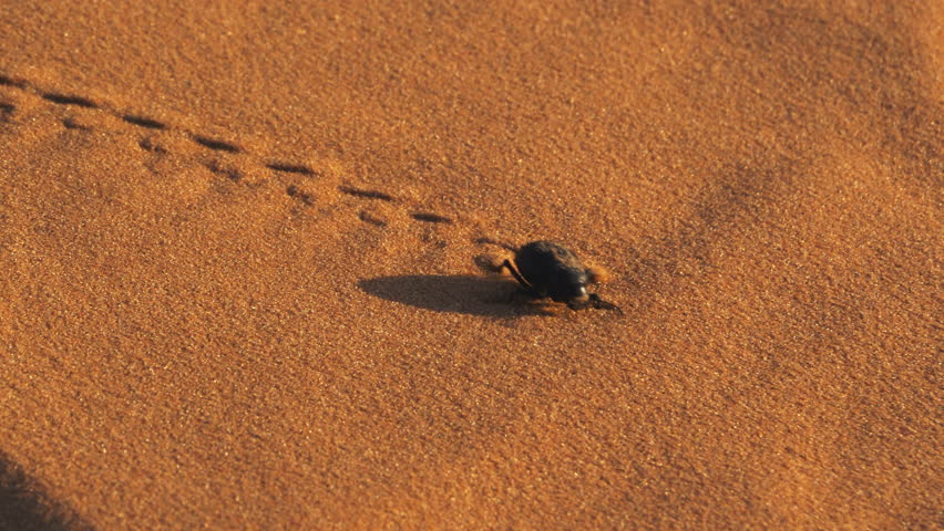 desert beetle walking on sand dunes Stock Footage Video (100% Royalty ...