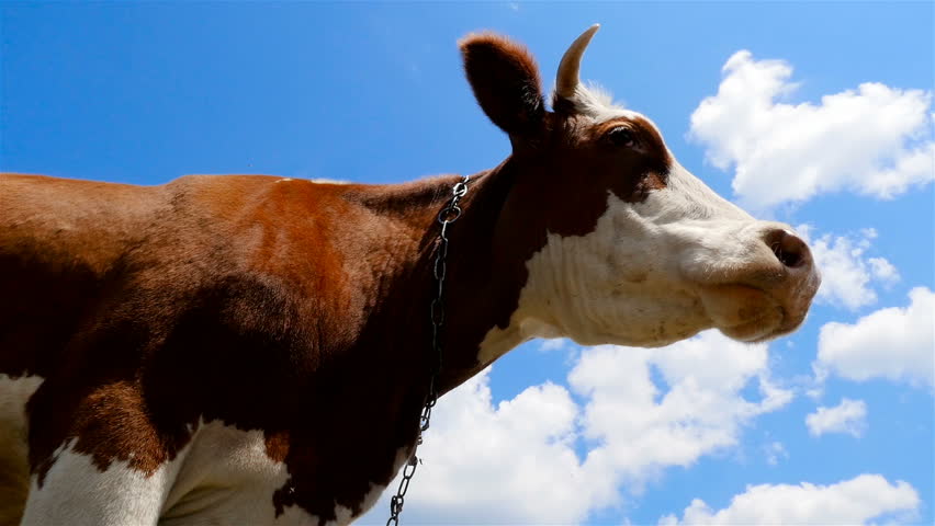 man's hand stroking cow close-up Stock Footage Video (100% Royalty-free ...