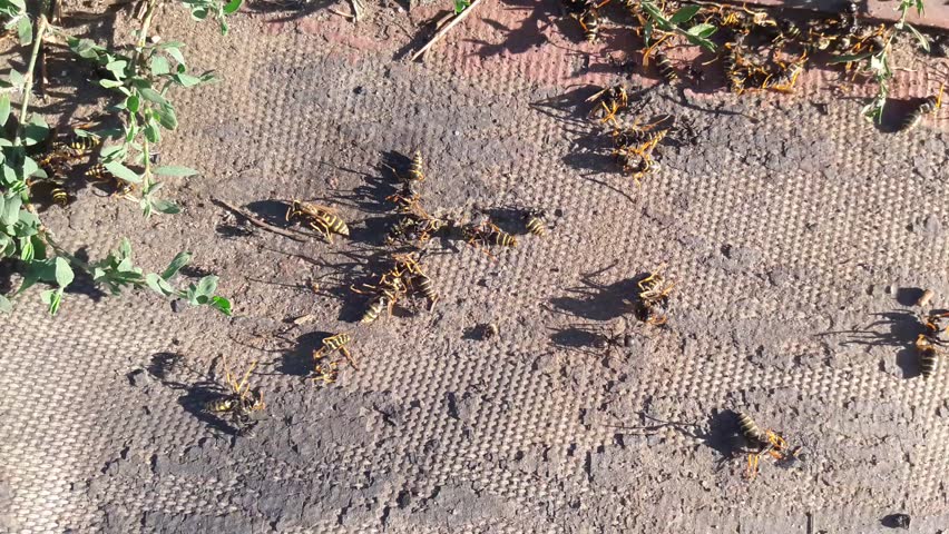 Pine termites death Stock Video Footage - 4K and HD Video Clips ...