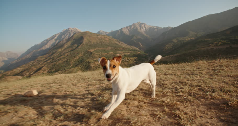 Dog running across the field image - Free stock photo - Public Domain photo - CC0 Images