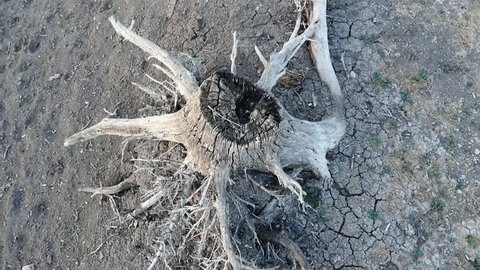 Archaeopteryx Fossils Archaeopteryx Lithographica Sinosauropteryx First ...