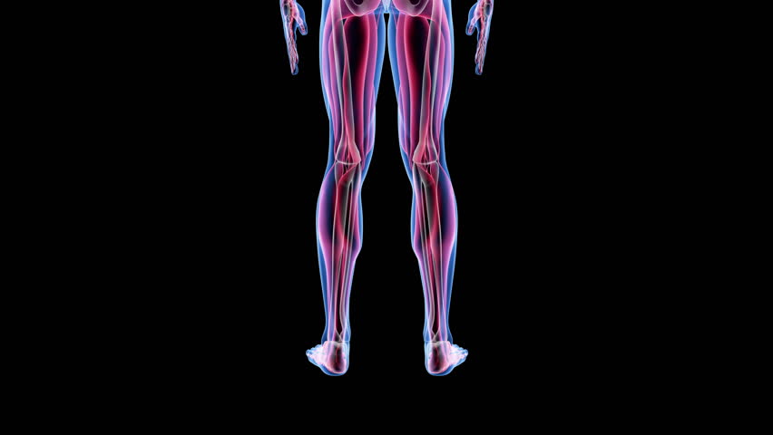 human male anatomy 3d animation biology Stock Footage Video (100% ...