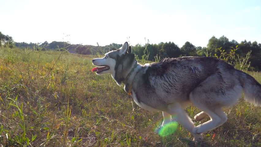 Siberian Husky Dog Running Fast Stock Footage Video (100% Royalty-free ...