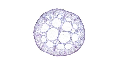 Nymphaea Stem Cross Section Cut Under Stock Footage Video (100% Royalty ...