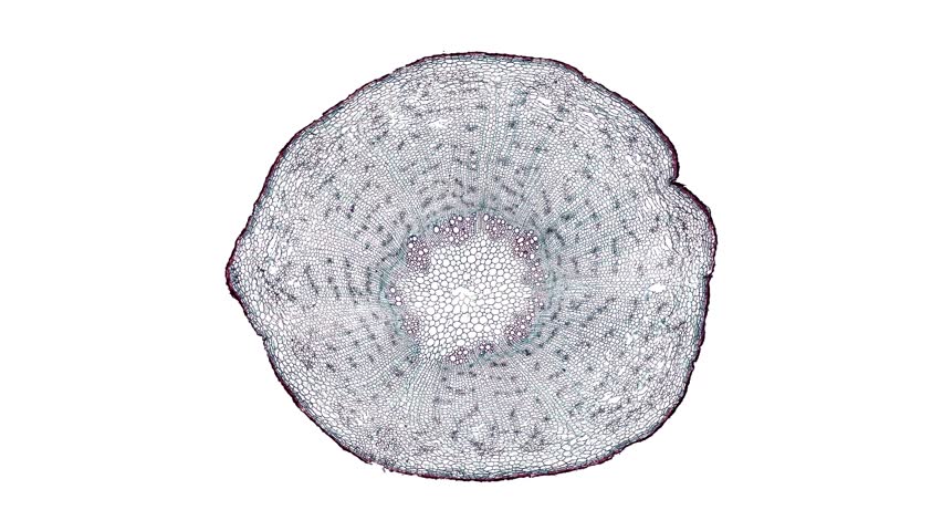 Carrot Root - Cross Section Stock Footage Video (100% Royalty-free ...